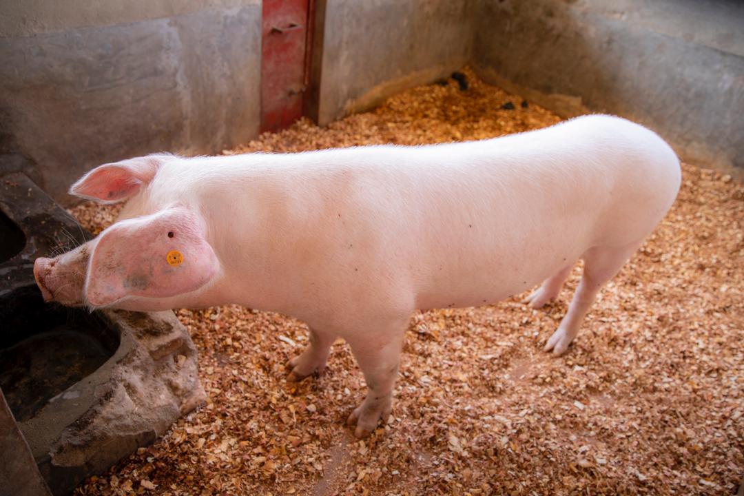 Hari Gahunda Yo Gukundisha Abanyarwanda Kurya Ingurube – Taarifa